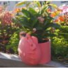 Modern Hello Kitty Succulent Planter – Makers India